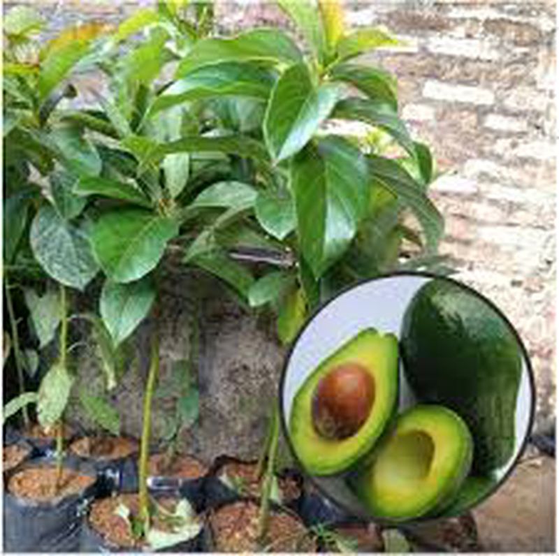 Bibit Tanaman Alpokat