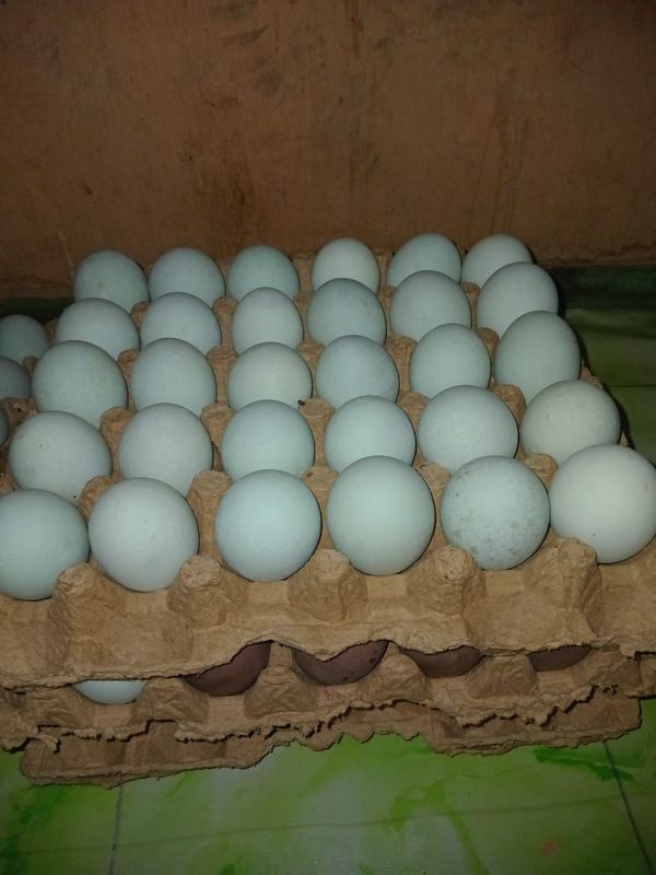 Telur Asin Biasa Mentari Per Piring