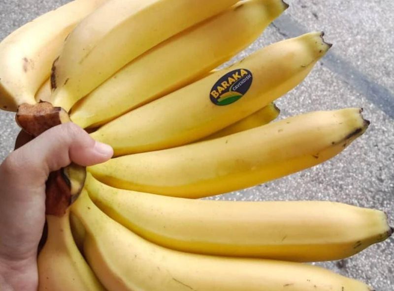 Pisang cavendish Merk baraka