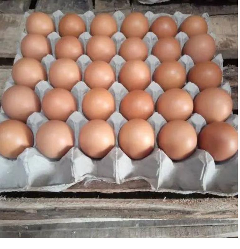 telur
