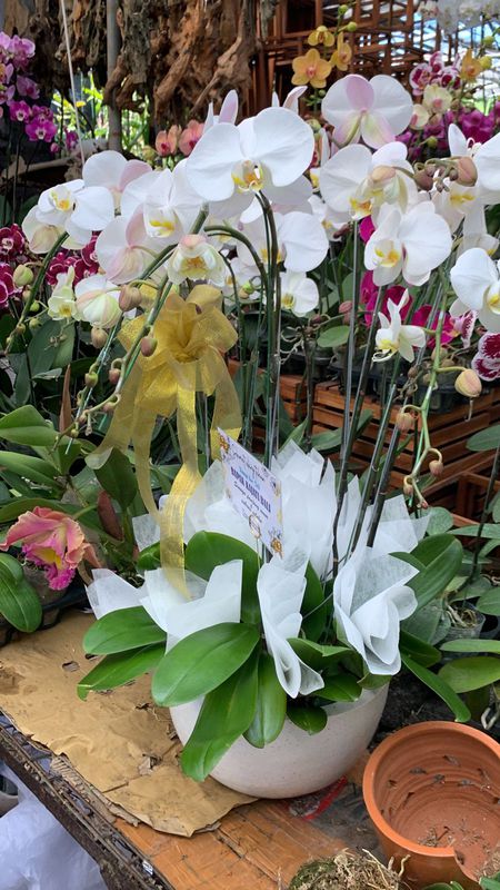 Teraso Buket Bunga Anggrek