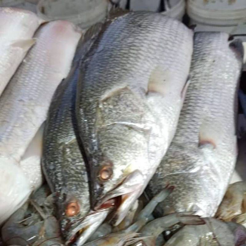 Ikan Kakap Putih 500gr