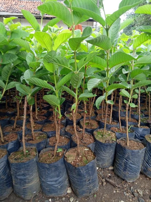 Bibit pohon jambu biji merah (Psidiumm Guajava)