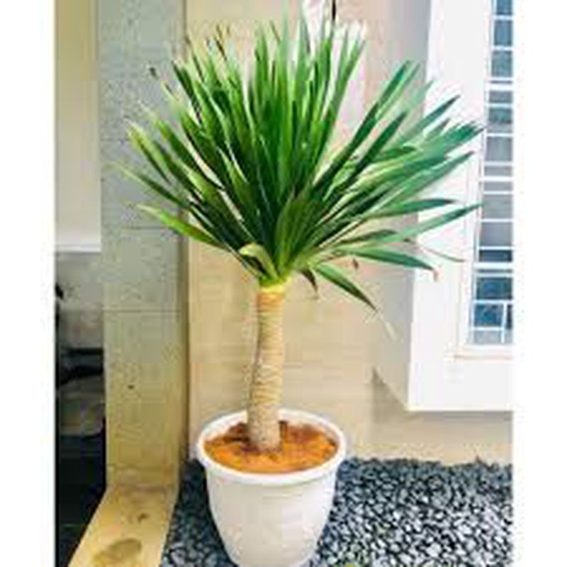 Tanaman pandan bali