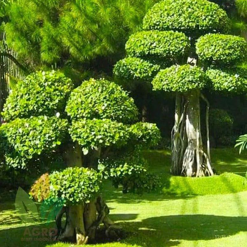 Bunga Beringan Dollar Besar ( Tinggi 100 - 150 cm )
