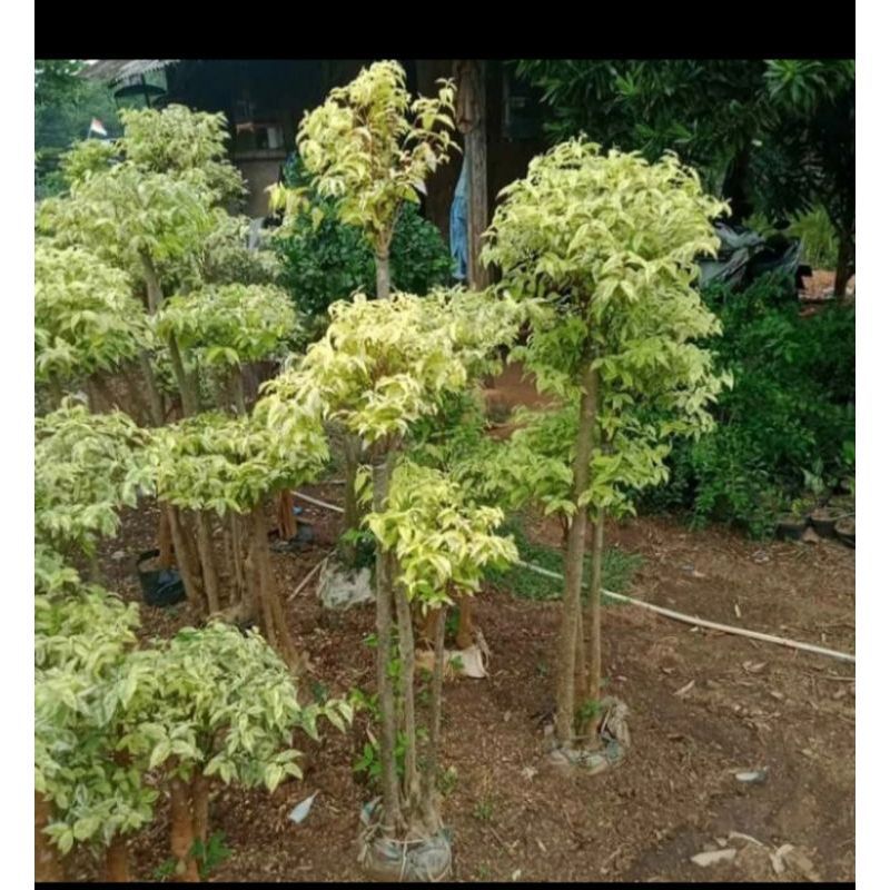 Bunga Anting Putri Kuning ( Dekor tinggi 70 -100 cm )