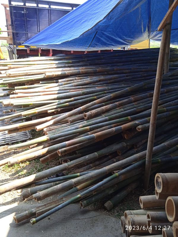 Bambu