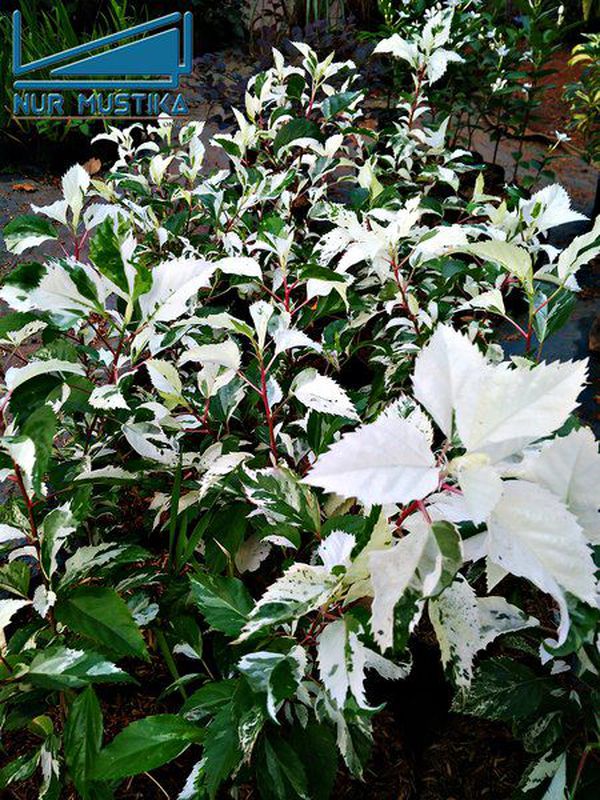 KEMBANG SEPATU VARIGATA