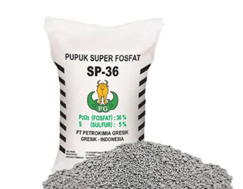 Pupuk Super Fosfat (SP-36)