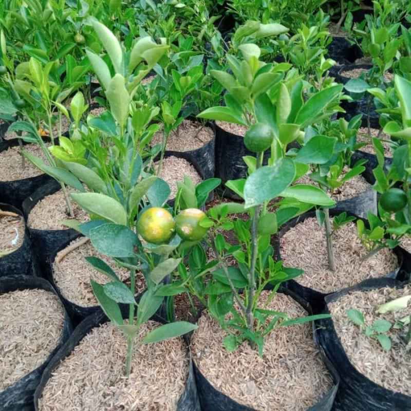 BIBIT JERUK