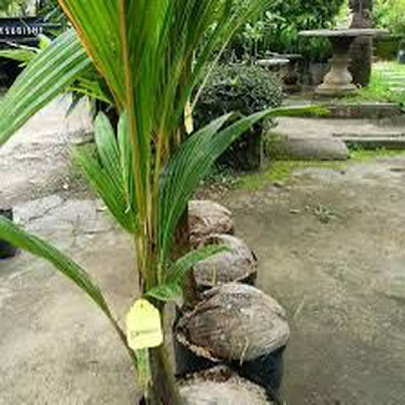Bibit kelapa bojog