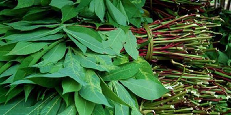 Daun Singkong