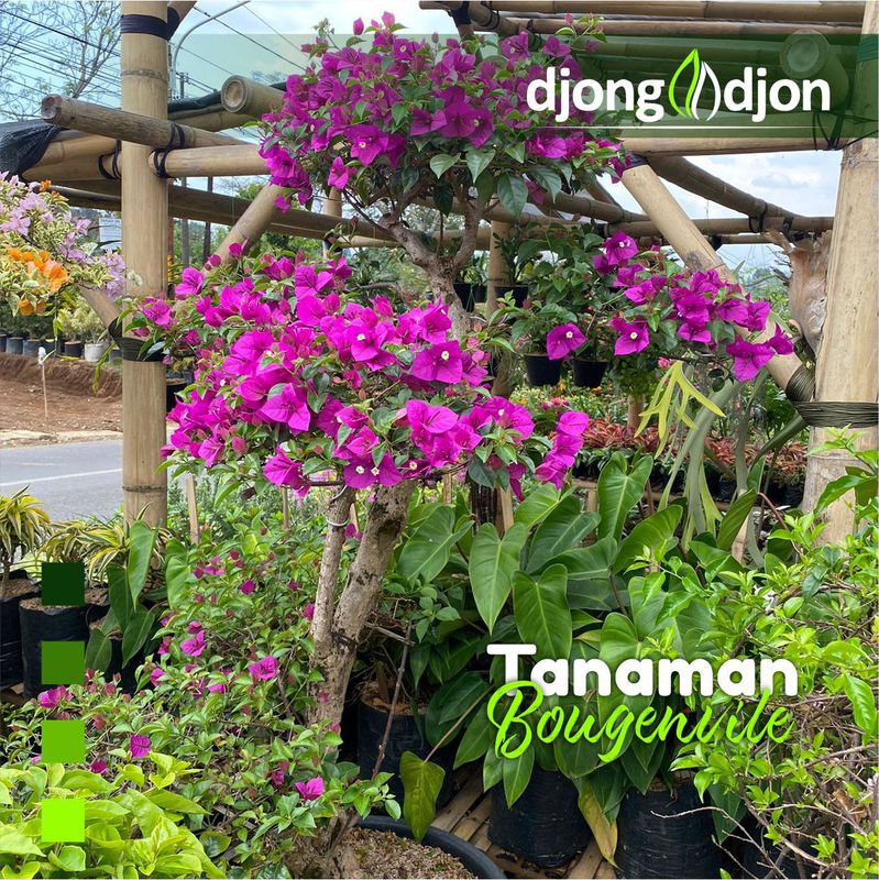 Pot Tanaman Hias Bougenvile