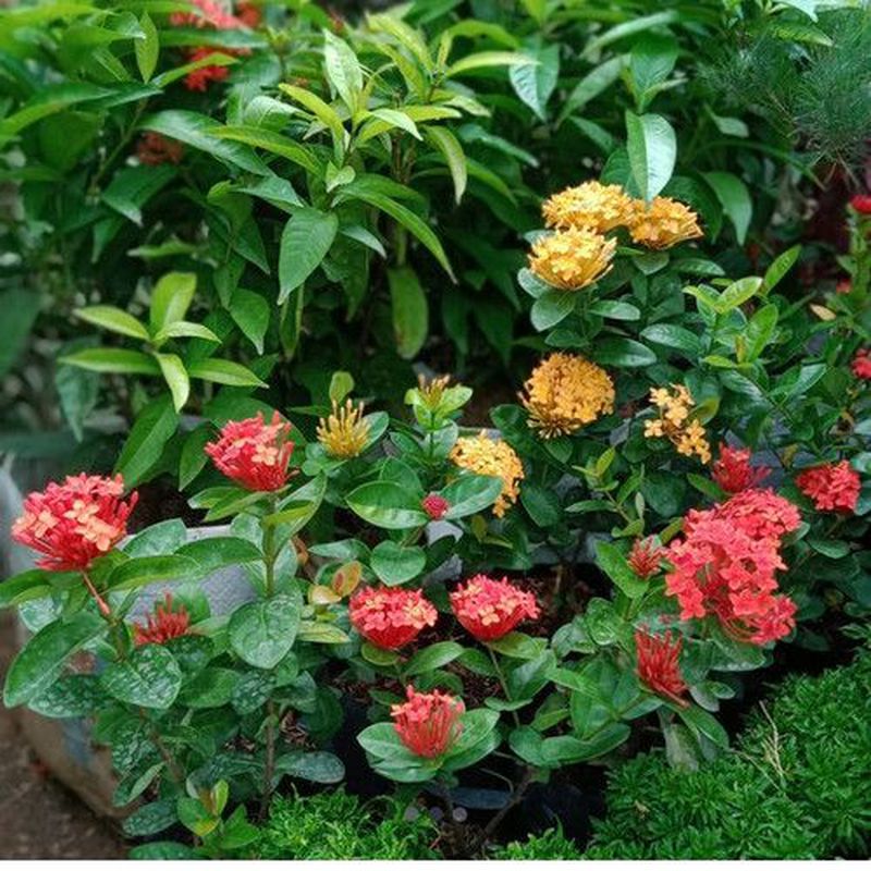 Soka Merah dan Kuning