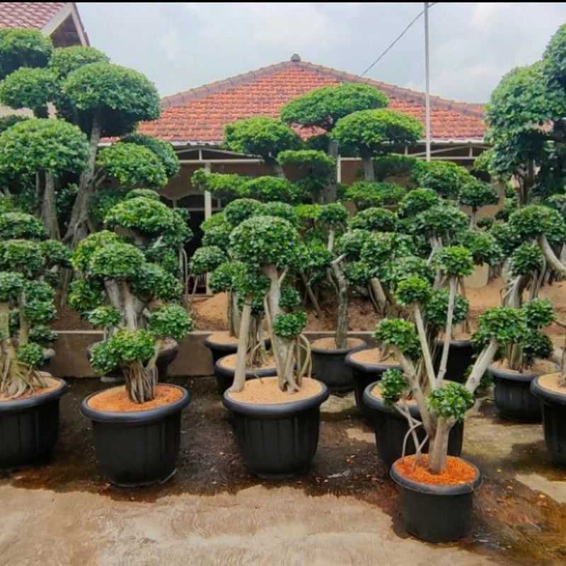 Bonsai Dolar