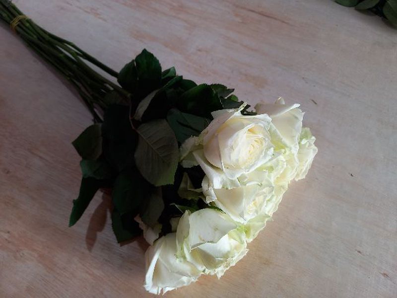 Bunga Mawar segar potong warna Putih