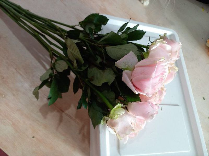 Bunga Mawar segar potong warna pink