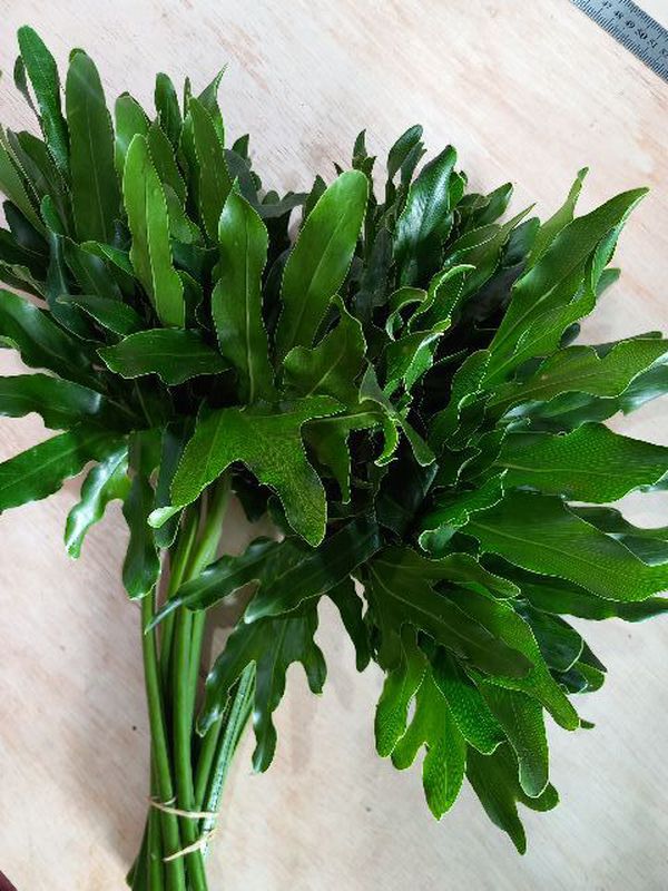 Daun Pilo segar potong