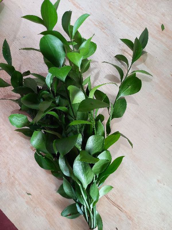 Daun Ruskus segar potong