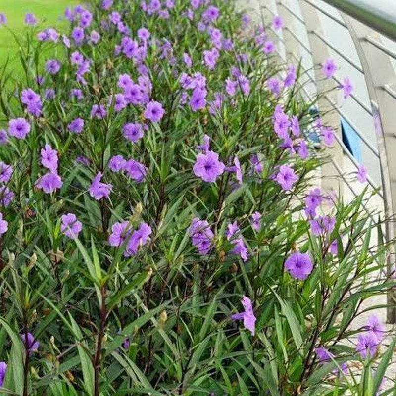 Ruellia