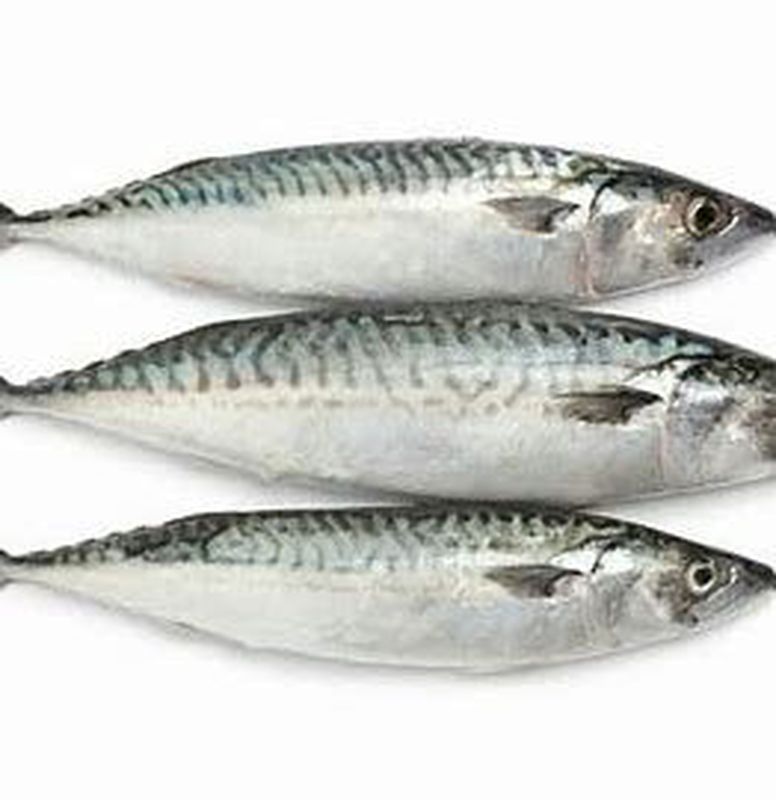 Ikan Kembung