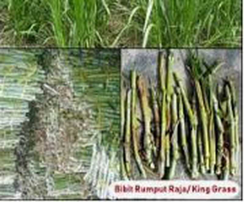 Bibit Rumput Kinggrass