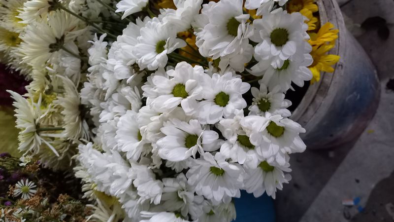 Bunga Krisan segar potong warna putih