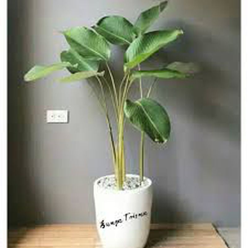 Tanaman hias bunga daun pisang