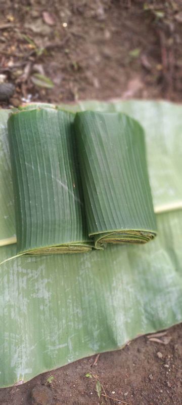 daun pisang