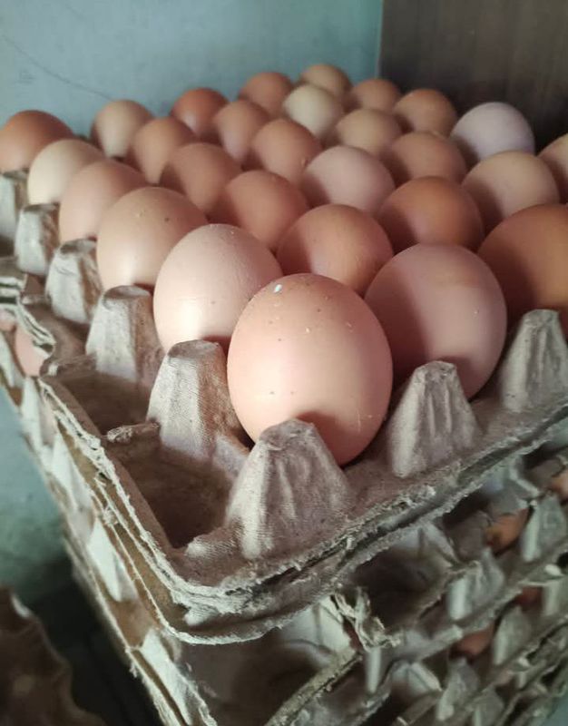 jual telur