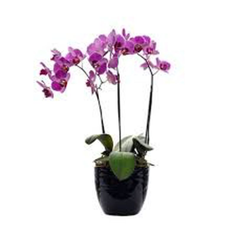 Sewa Tanaman Anggrek Bulan