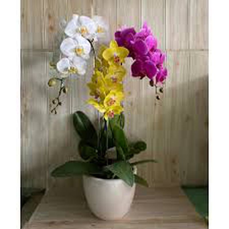 Sewa Tanaman Anggrek Bulan