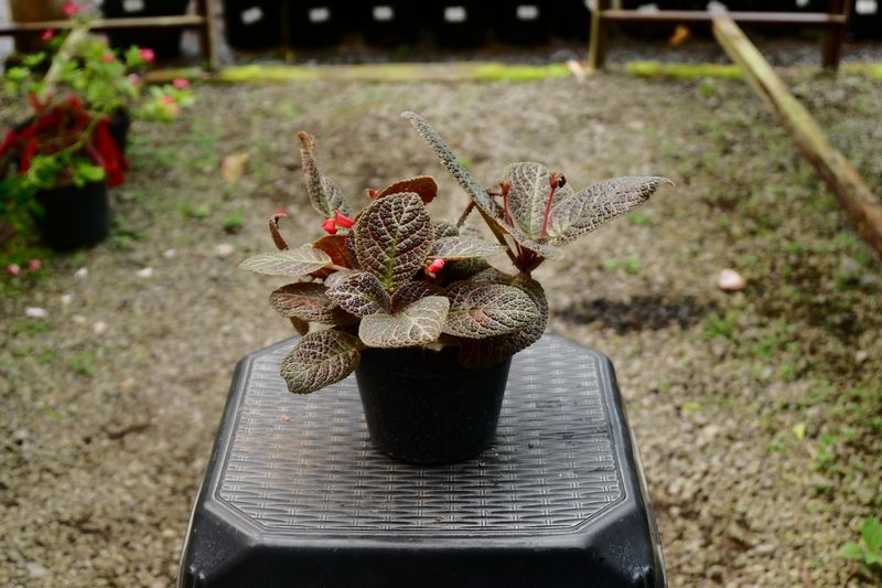 Tanaman bludru merah