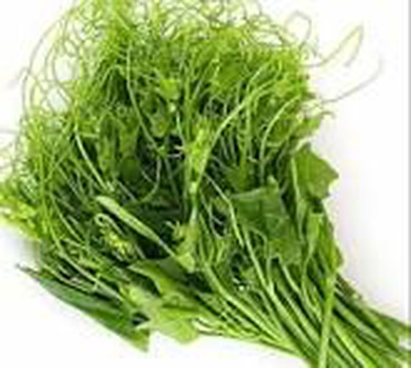 Daun Pucuk Waluh