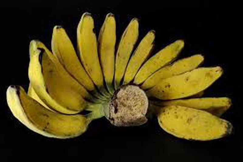 Pisang