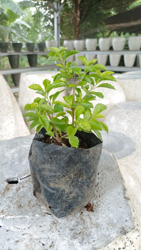 Penitian kuning kecil