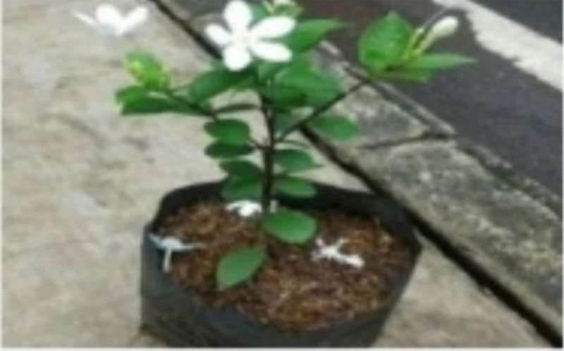 Bibit Melati Jasmine