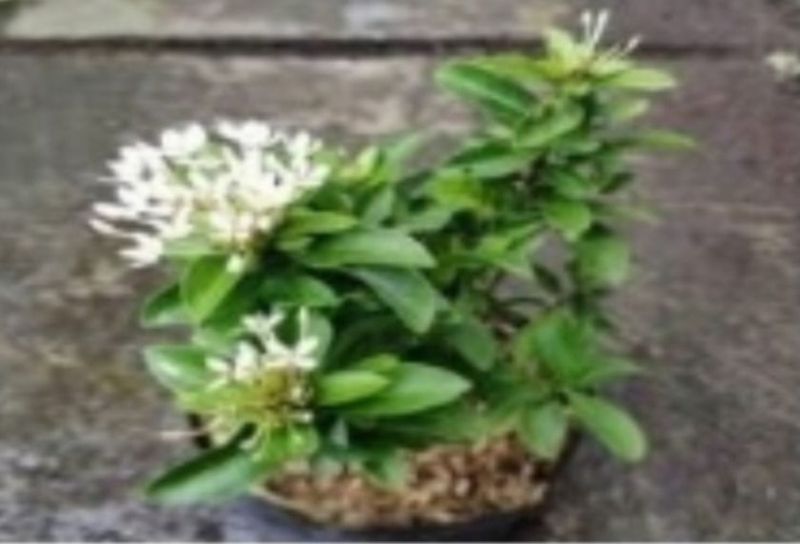 Bibit Soka Mini Putih