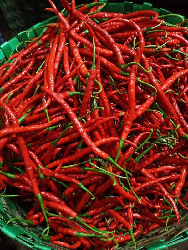 Cabe Merah Keriting