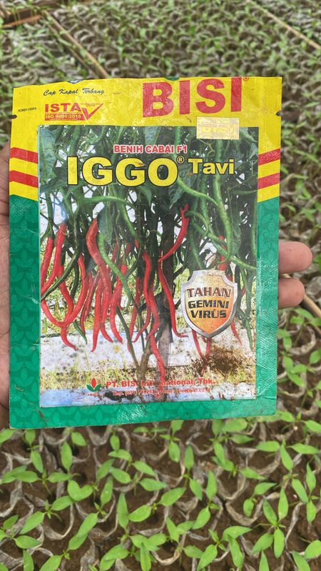 Bibit Cabai Iggo Tavi