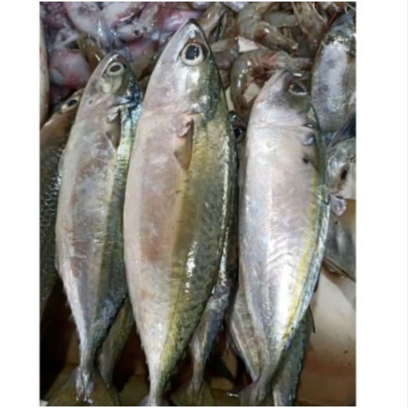 Ikan Peda