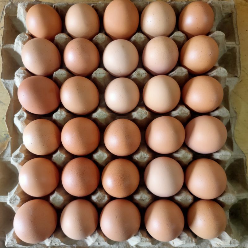 Telur