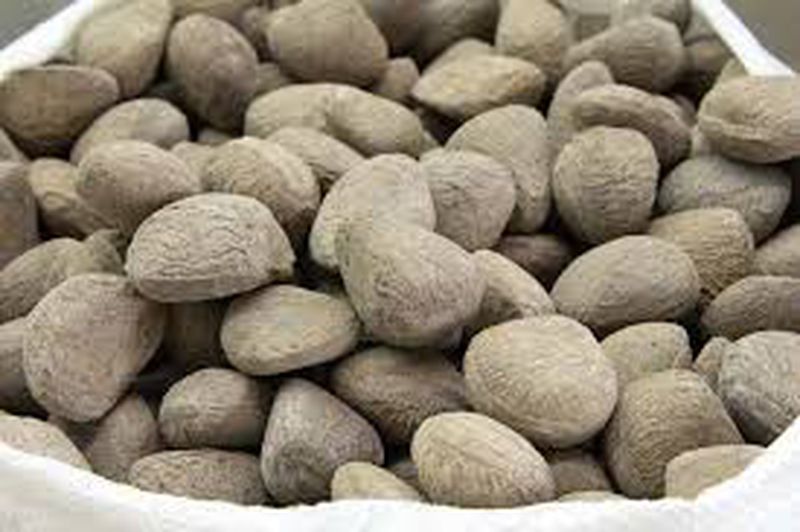 KLUWEK MUDA / PICUNG (kg)