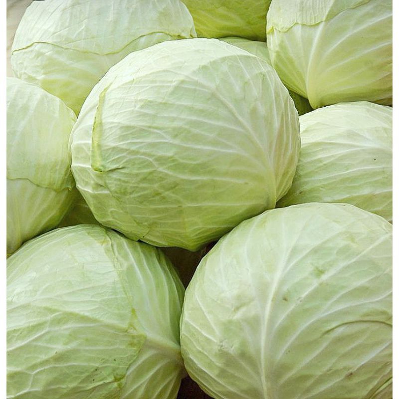 Kubis