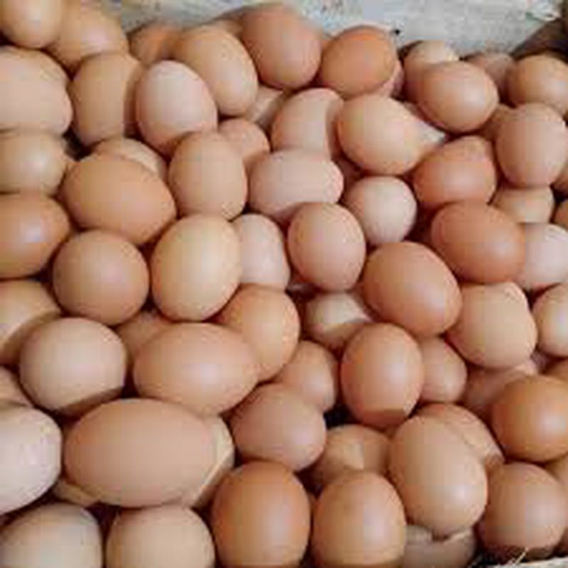 Telur