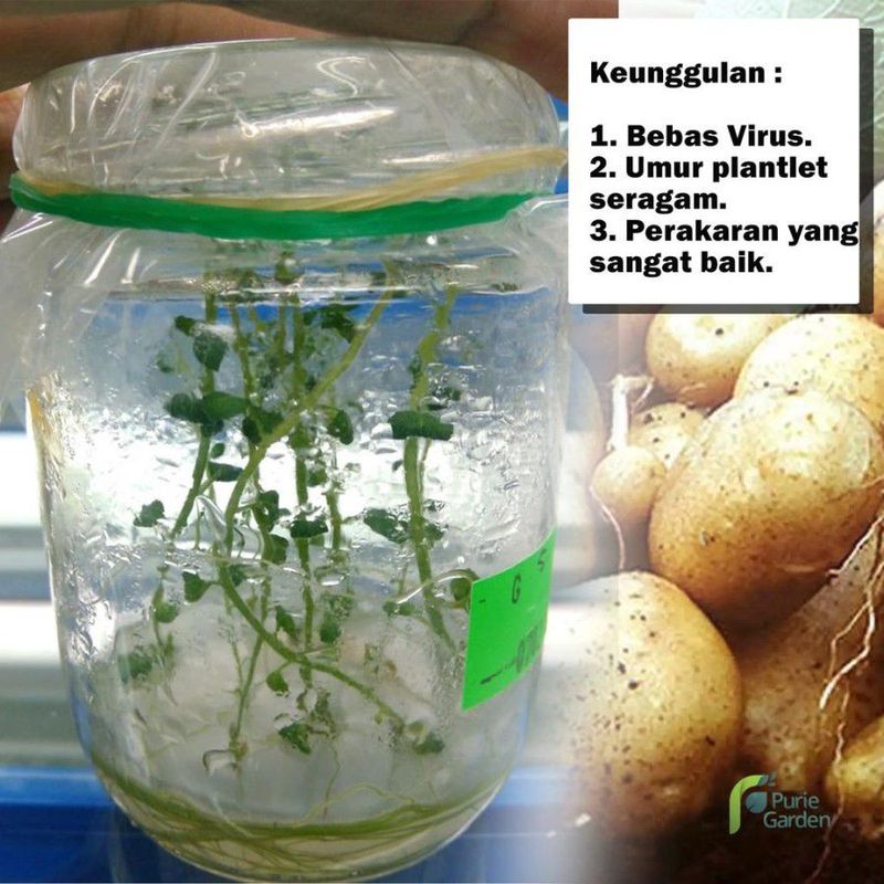 Benih kentang / plantlet