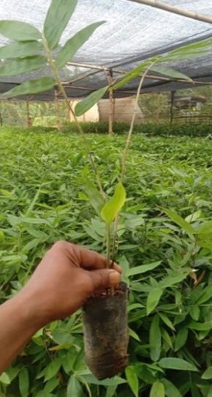 Bibit Bambu Petung