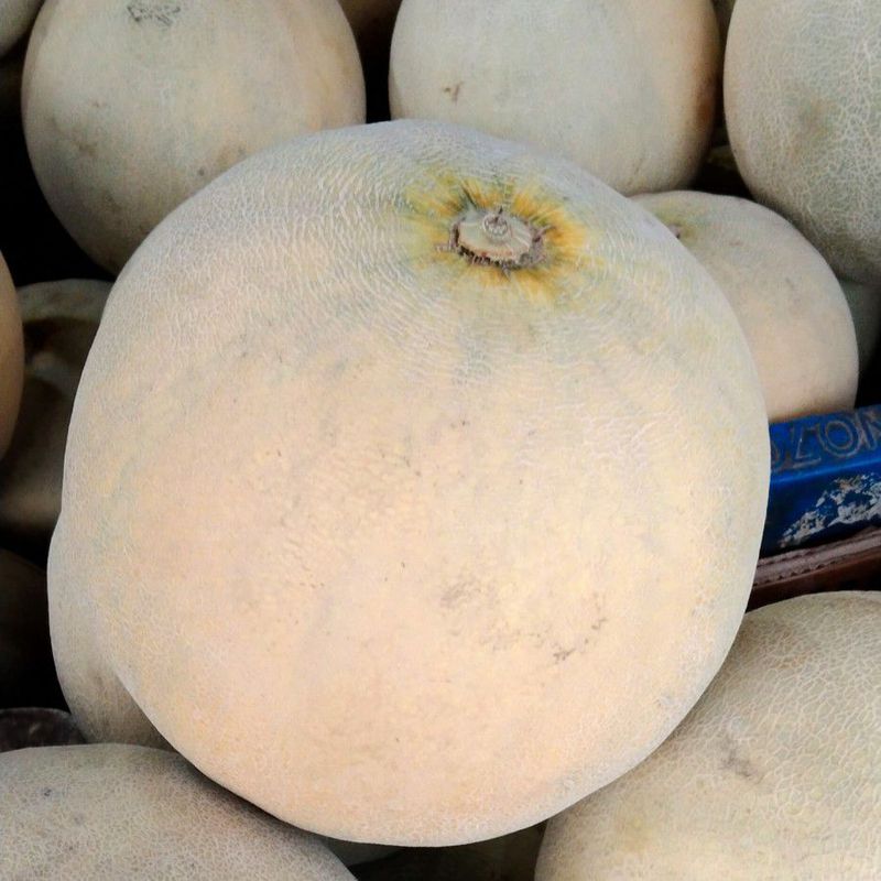 Melon