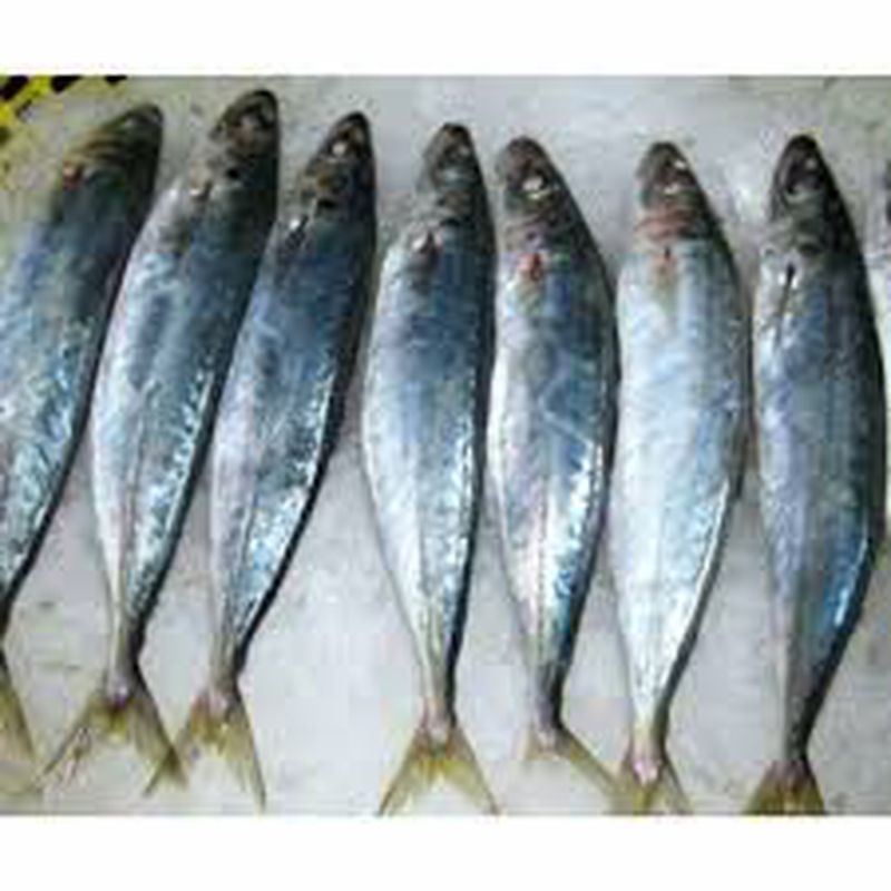 Ikan Layang