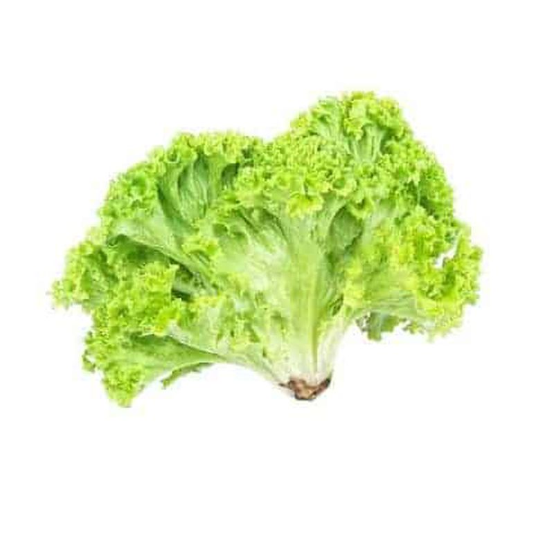 Selada Keriting Organik